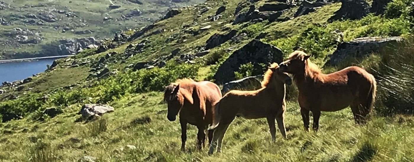 Welsh 15 Peaks Challenge 3 day trek in Snowdonia